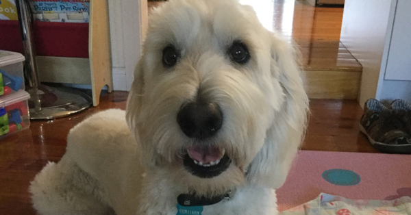 Firefly United States | Therapy Dog Flop