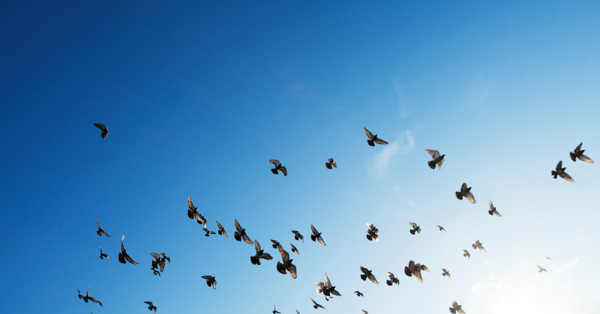 Firefly United States | Therapy Break